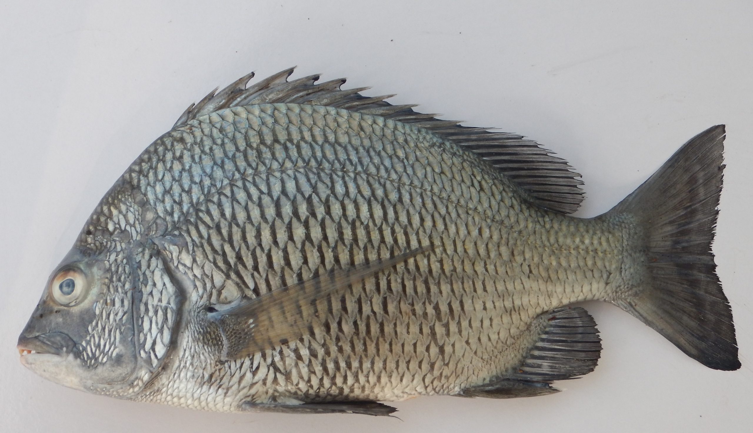 Breakthrough in mariculture: CMFRI develops hatchery technology for ...